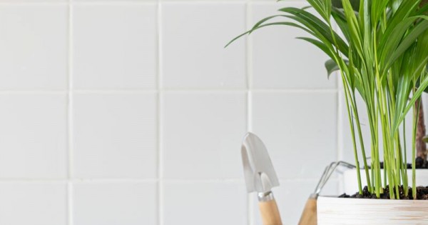 Derz Nedir? Derz Yenileme Nasıl Yapilir